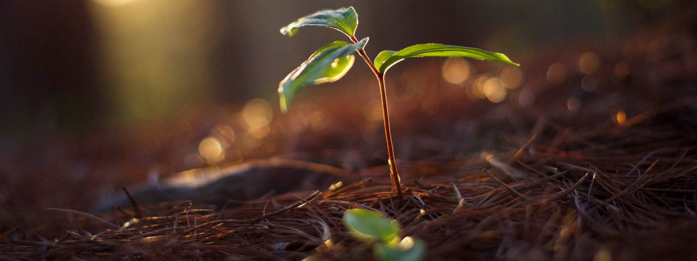 The Living Land: Monthly News for March 2017 | Finger Lakes Land Trust