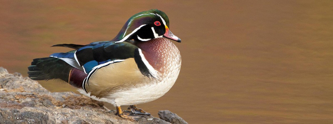 Beyond the Iconic Image: The Hidden Life of Wood Ducks | Finger Lakes ...