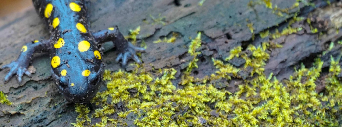 The Symbiotic Relationship of Algae and Spotted Salamanders | Finger ...