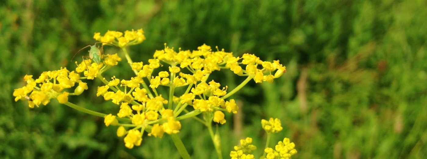 Behold the Wild Parsnip | Finger Lakes Land Trust