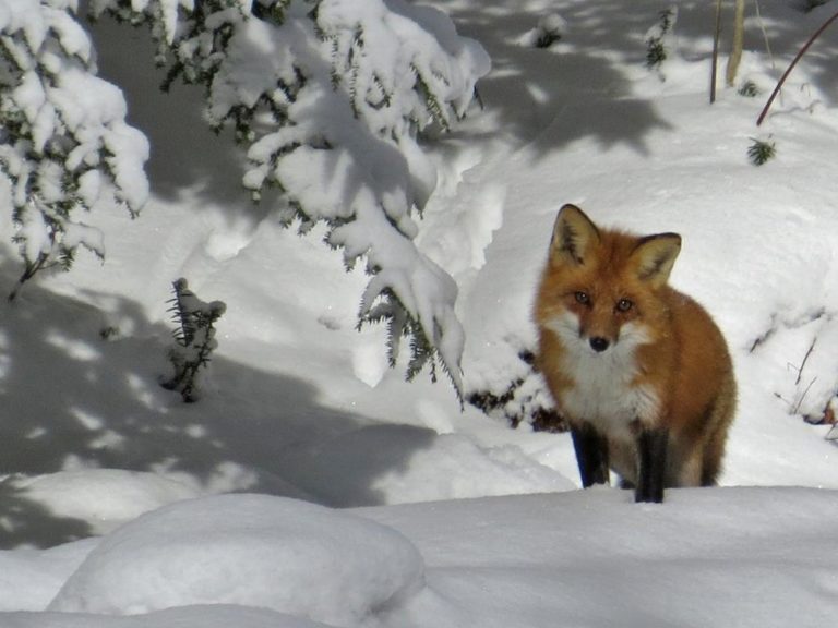 Red and Gray Foxes | Finger Lakes Land Trust