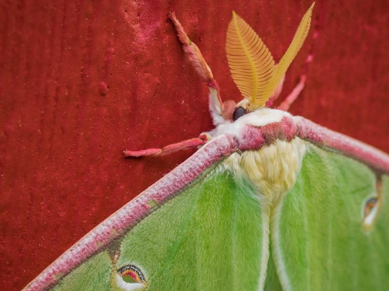 Goddess of the Moon: the life history of the Luna Moth | Finger Lakes ...