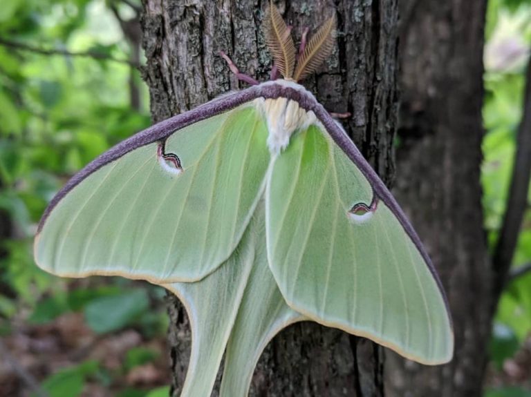 Goddess of the Moon: the life history of the Luna Moth | Finger Lakes ...