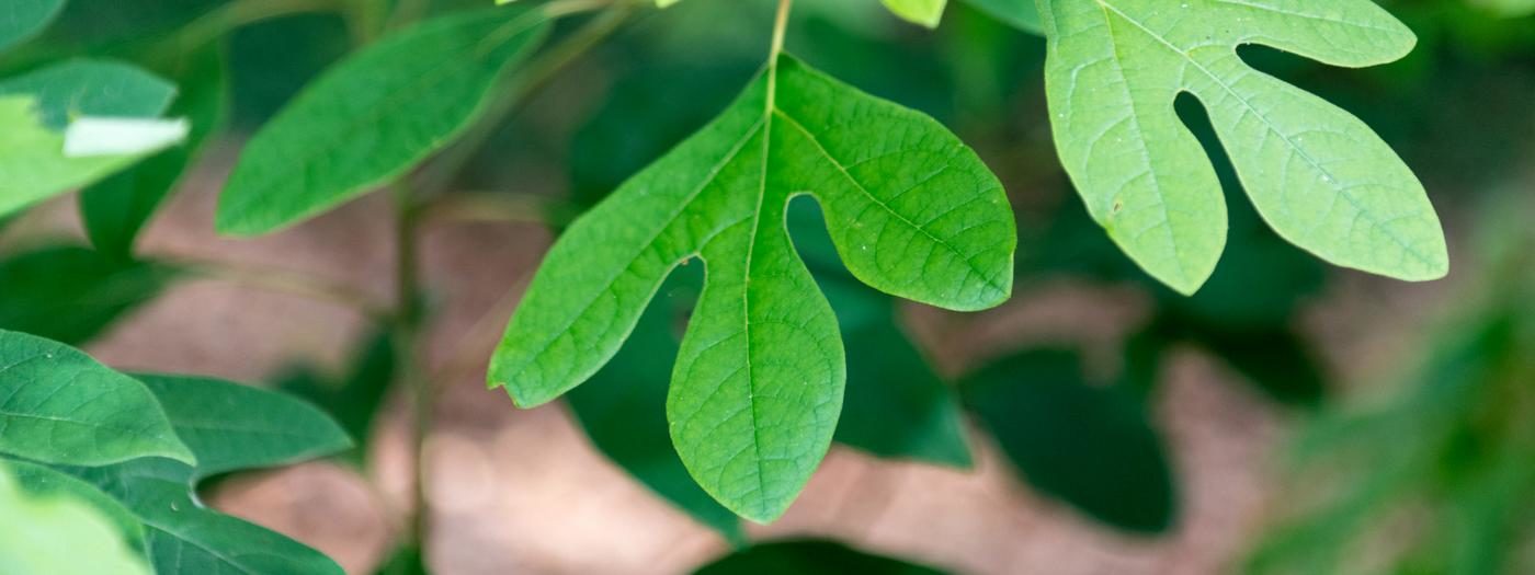 Sassafras: Cinnamon Wood, Ague Tree, Smelling Stick | Finger Lakes Land ...