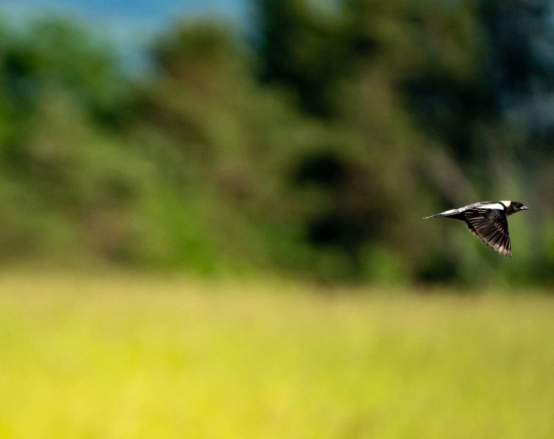 The Life History and Conservation of Bobolinks | Finger Lakes Land Trust