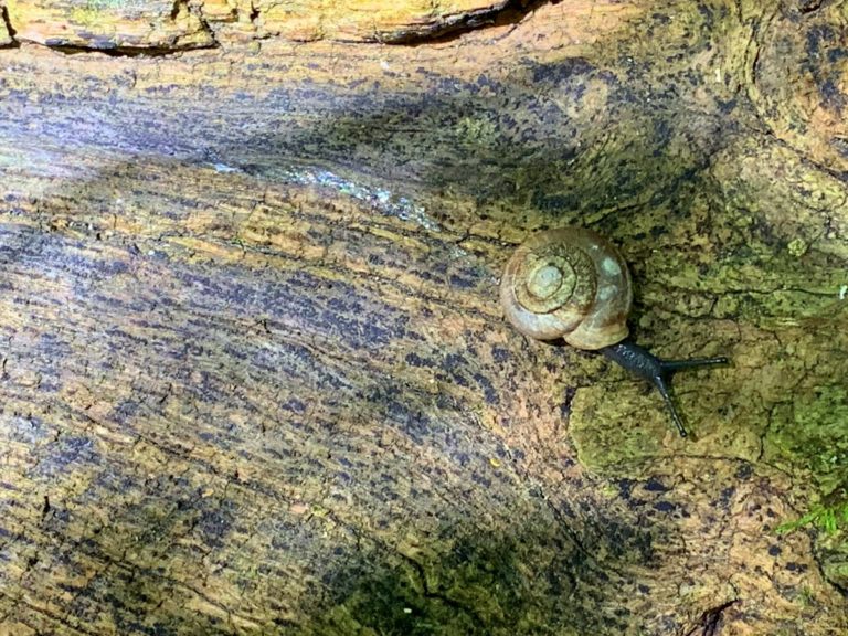 The Little-Known World of Land Snails | Finger Lakes Land Trust