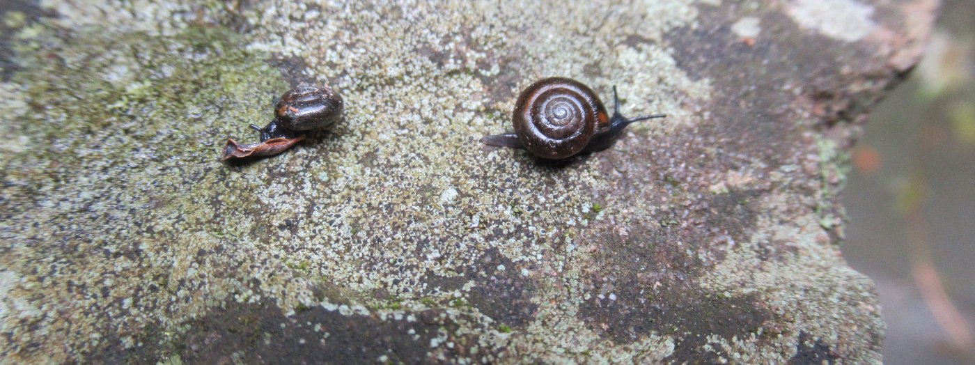 Recording: The Little-Known World of Land Snails | Finger Lakes Land Trust