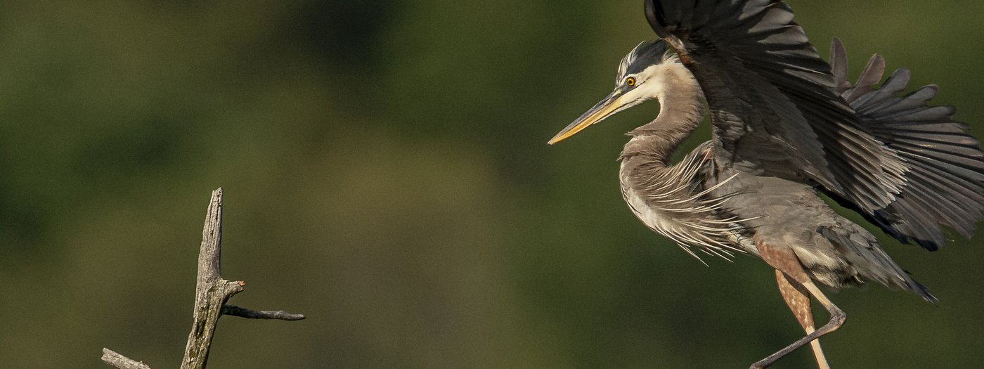 Year in Review – Top Land Trust Stories of 2021 | Finger Lakes Land Trust