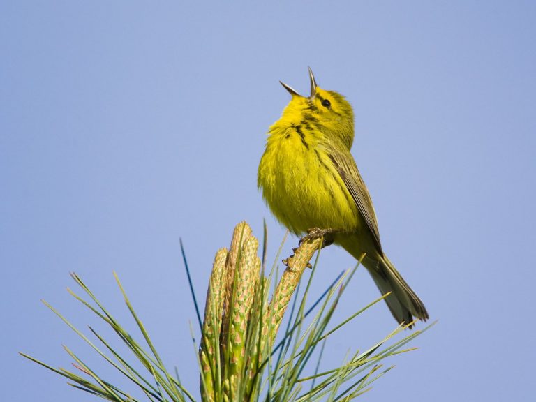 Songs in the Key of Life: A Closer Look at Why and How Birds Sing ...
