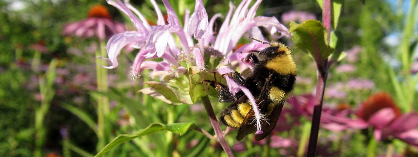 Beauty, Behavior, Benefits: The Diversity and Value of Our Native Bees ...