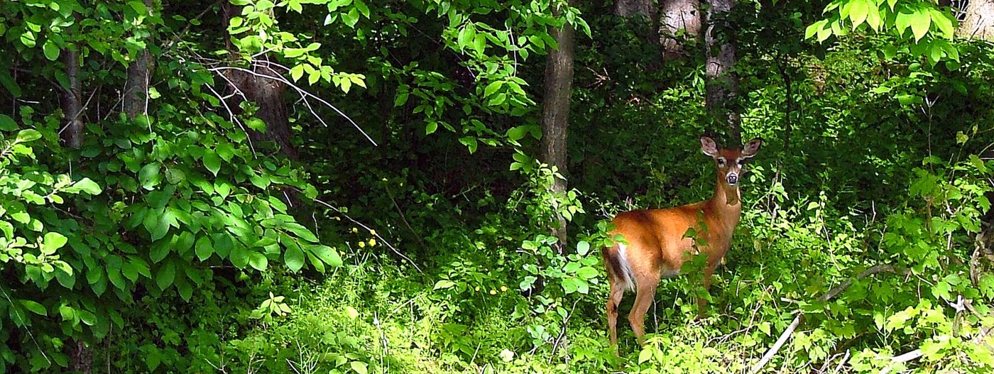 Recording: How Deer Shape Forest Ecosystems and Current Management ...