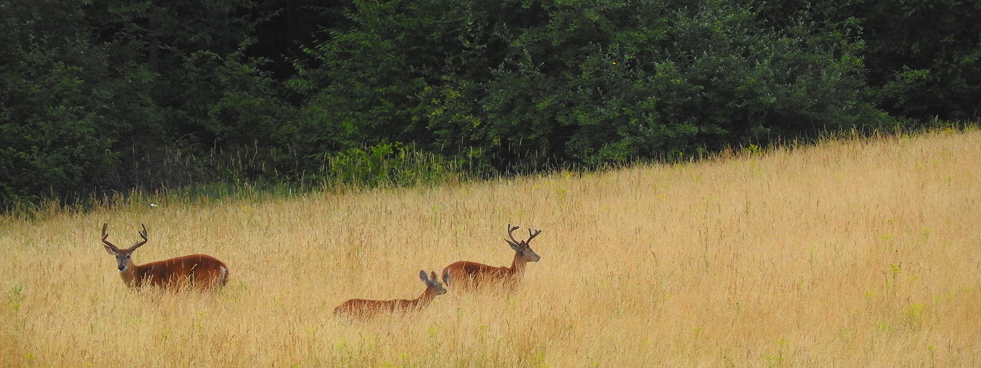 Hunting Policies for Our Nature Preserves | Finger Lakes Land Trust