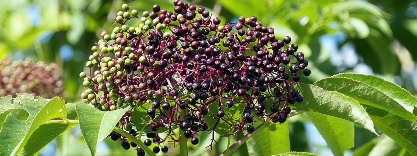 Elder: Tree of Paradoxes | Finger Lakes Land Trust