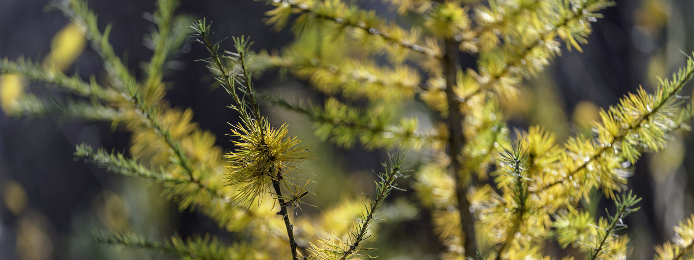 A Closer Look: The American Larch | Finger Lakes Land Trust