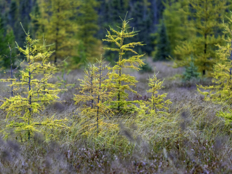 A Closer Look: The American Larch | Finger Lakes Land Trust