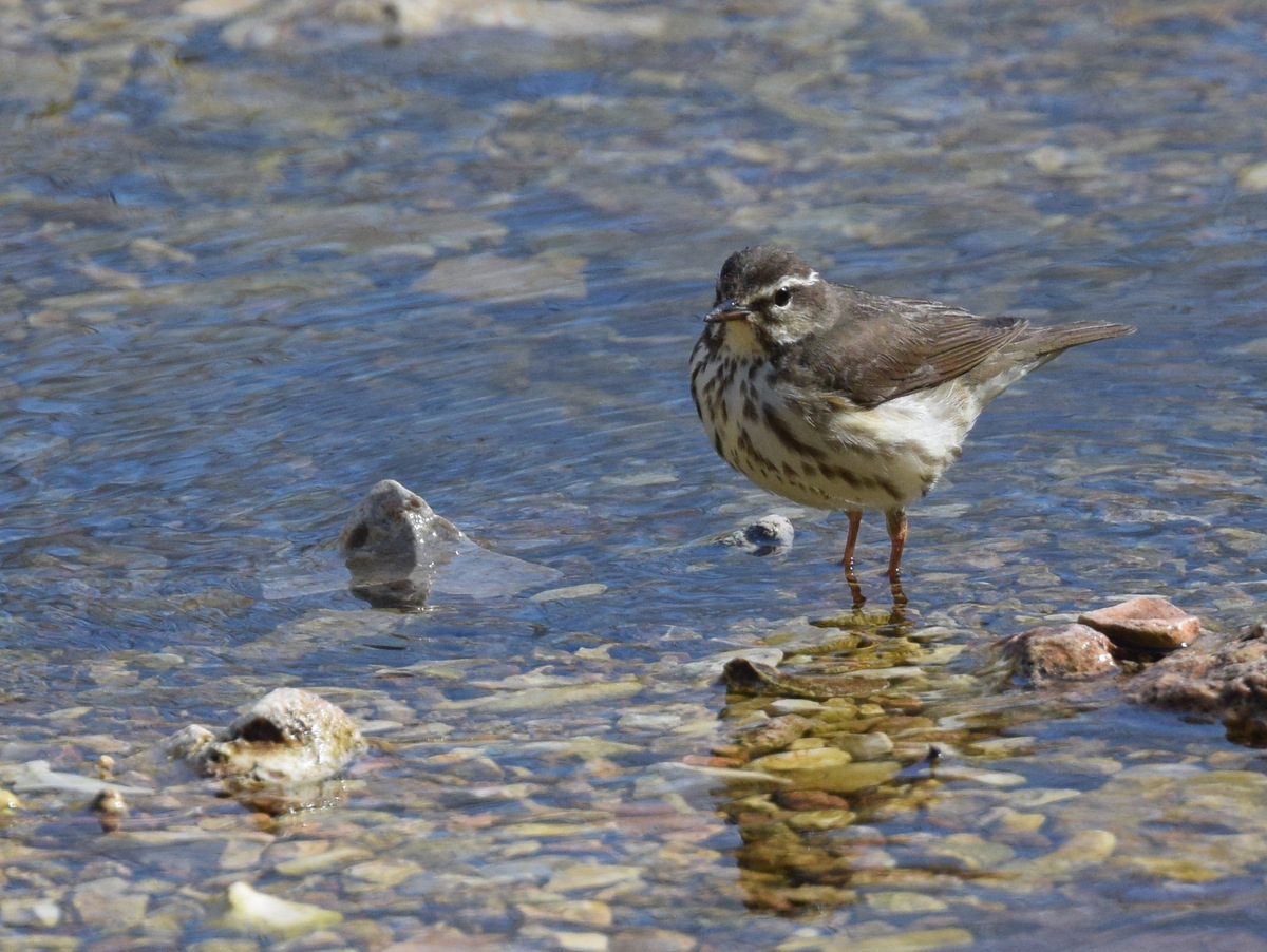 A Closer Look: Louisiana Waterthrush: What’s in a Name? | Finger Lakes ...