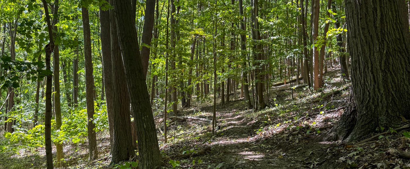 Finger Lakes Land Trust Opens New Nature Preserve on Keuka Lake’s Bluff Point | Finger Lakes ...